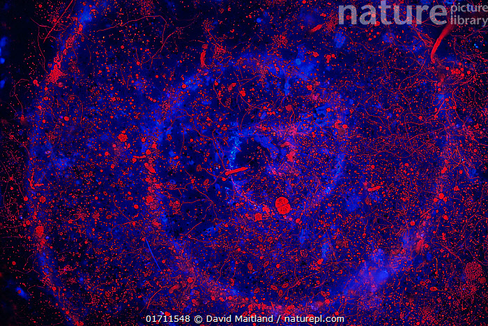 Stock photo of Margined ramshorn pond snail (Planorbis planorbis ...