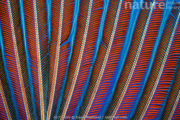 Stock photo of Copper-rumped hummingbird (Saucerottia tobaci ...