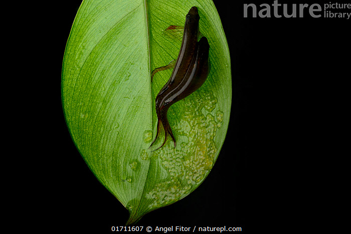 Stock photo of Splash tetra (Copella arnoldi) pair spawning on leaf ...