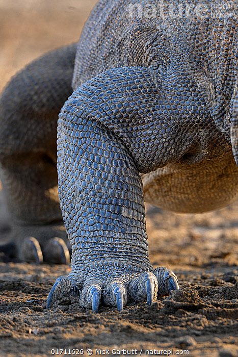Stock photo of Komodo dragon (Varanus komodoensis) male, front leg and ...
