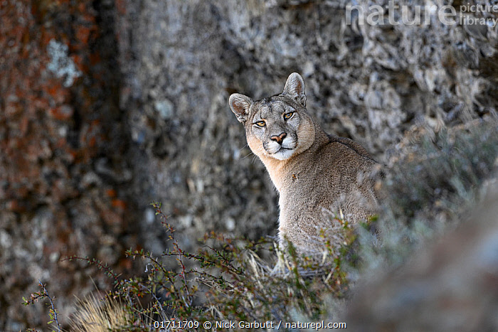 Stock photo of Puma (Puma concolor) female, resting on mountainside ...