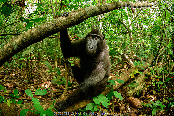 Stock photo of Sulawesi black macaque / Celebes crested macaque (Macaca ...