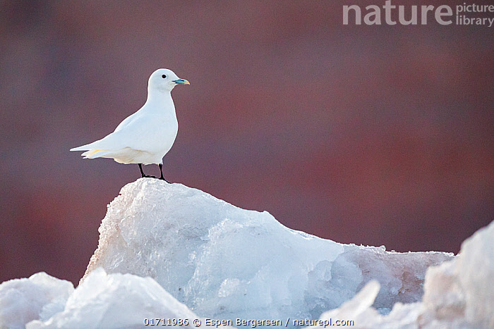 Stock photo of Ivory gull (Pagophila eburnea) on Kronebreen glacier ...