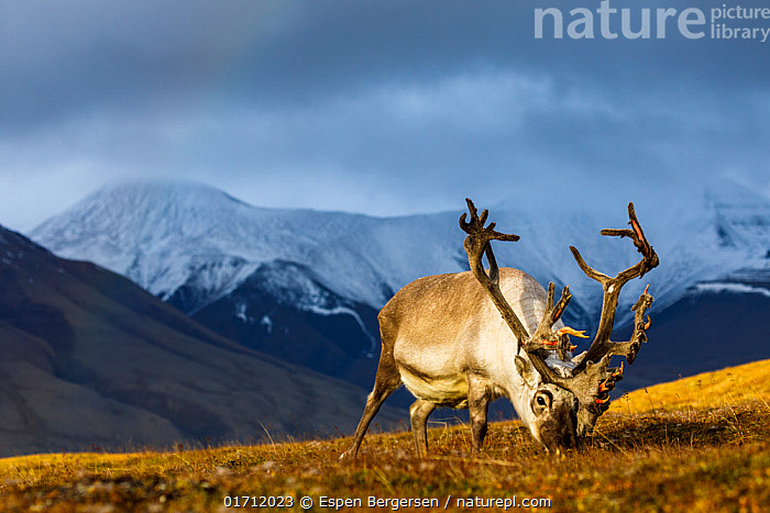 Stock photo of Svalbard reindeer (Rangifer tarandus platyrhynchus ...