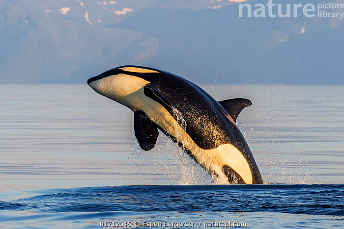 Stock photo of Killer whale (Orcinus orca) breaching. Troms, Norway ...