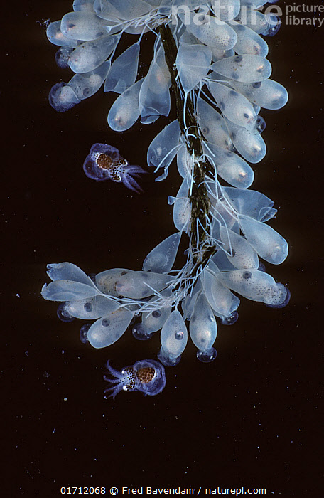 Stock photo of Pacific giant octopus (Enteroctopus dofleini) egg strand ...