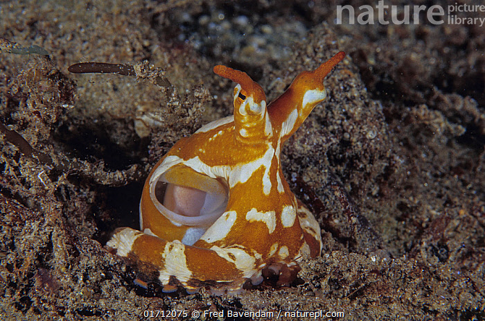Stock photo of Wunderpus octopus (Wunderpus photogenicus) at entrance ...