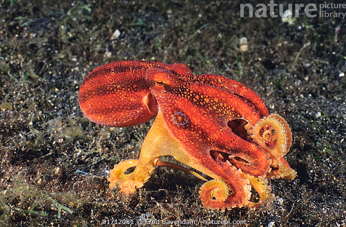 Stock photo of Poison ocellate octopus (Amphioctopus siamensis) moving ...