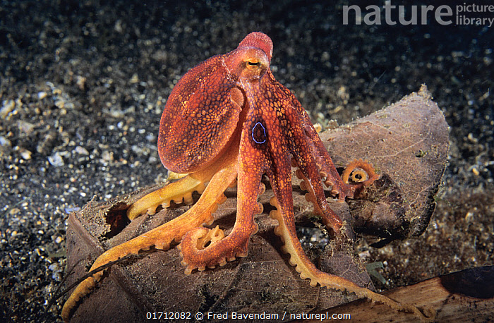 Stock photo of Poison ocellate octopus (Amphioctopus siamensis) moving ...