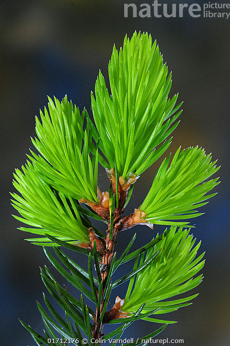 Spruce Tree New Growth On Our Spruce Tree | 042/365, Garden Village,