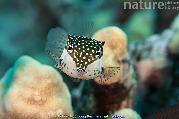 Stock photo of Whitley's boxfish (Ostracion whitleyi) female, portrait ...