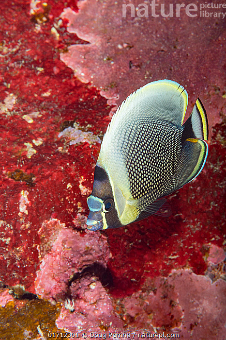 Stock photo of Reticulated butterflyfish / Mailed butterflyfish ...
