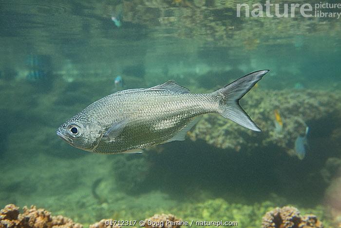 Stock photo of Zebra-head flagtail (Kuhlia sandvicensis) portrait ...