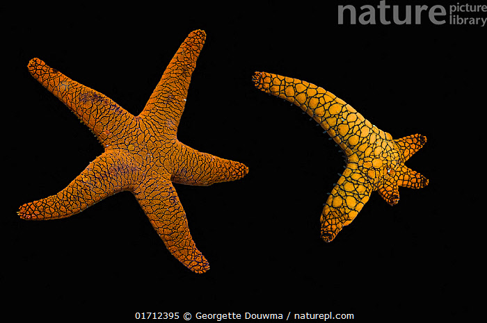 Stock photo of Indian starfish (Fromia indica) composite image showing ...