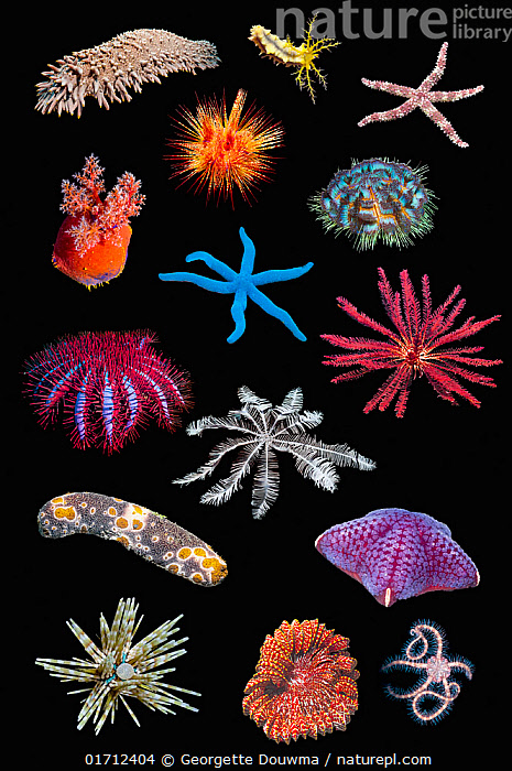 Stock photo of Composite image of echinoderms on black background. top ...