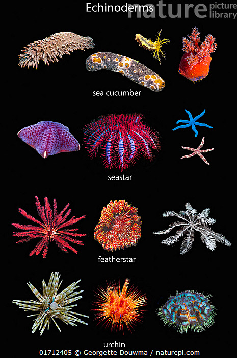 Stock photo of Composite image of echinoderms on black background. SEA ...