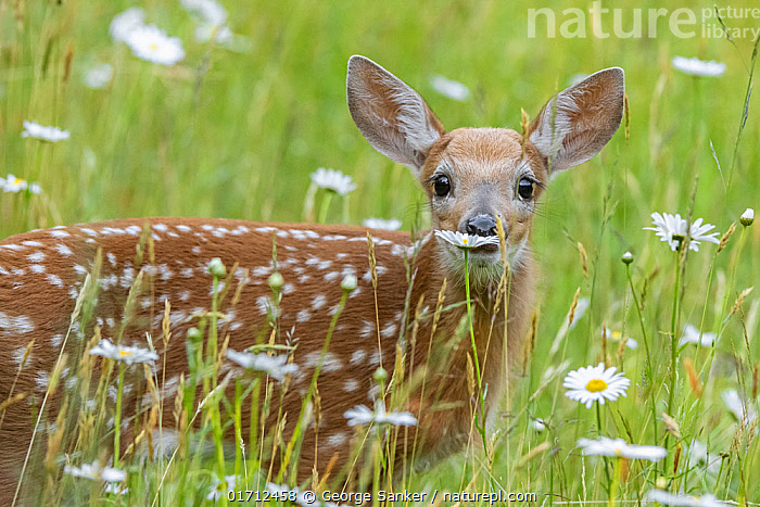 White Tailed Deer Fawn Standing 1,345 White Tailed Deer Fawn Stock