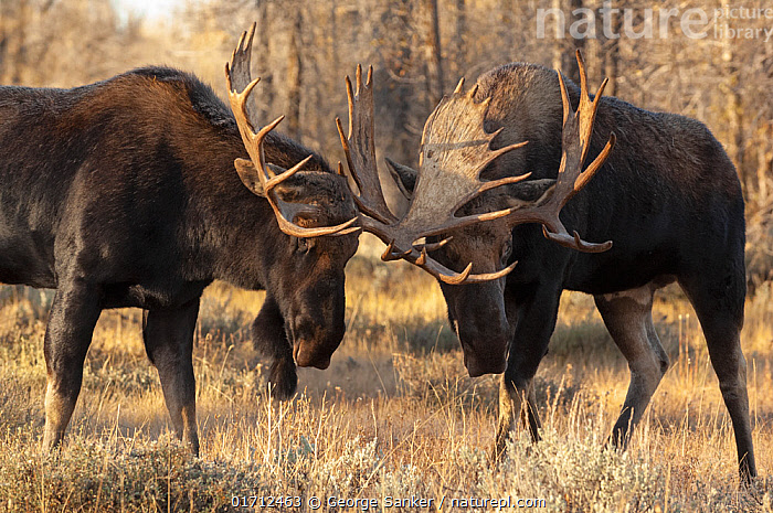 Filea Bull Moose Animal Mammaljpg Wikimedia Commons Moose Wikipedia