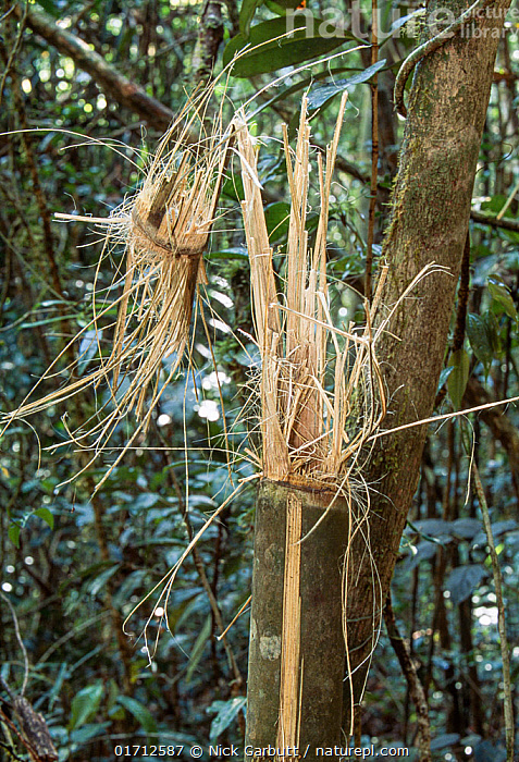 Stock photo of Stalks of shredded Madagascar giant bamboo ...
