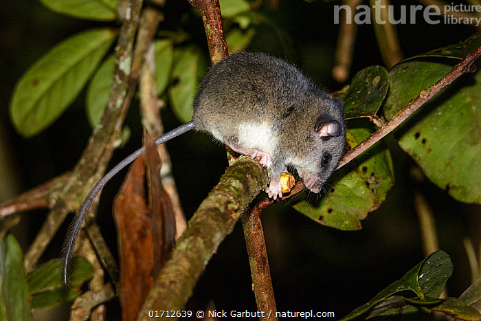 Stock photo of Lesser tufted-tailed rat (Eliurus minor) feeding in tree ...