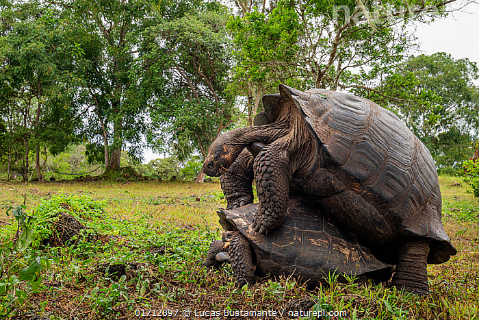Stock photo of Santa Cruz giant-tortoise (Chelonoidis porteri) pair ...