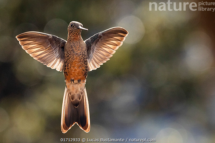 Stock photo of Giant hummingbird (Patagona gigas) in flight, portrait ...