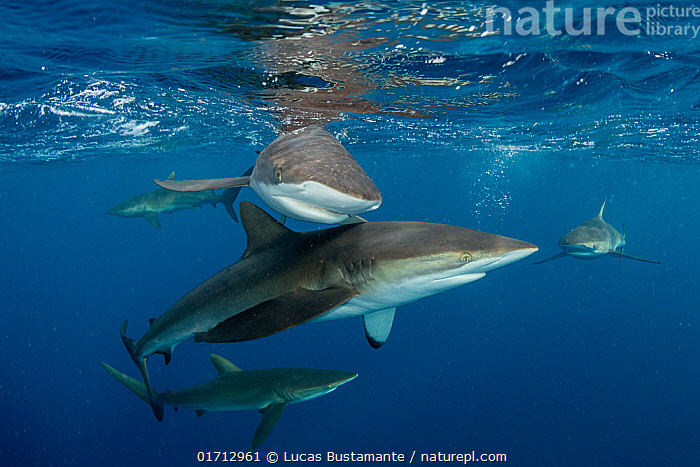 Stock photo of Five Silky sharks (Carcharhinus falciformis) swimming ...