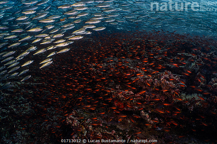 Stock photo of Blacktip cardinalfish (Apogon atradorsatus) and Black ...