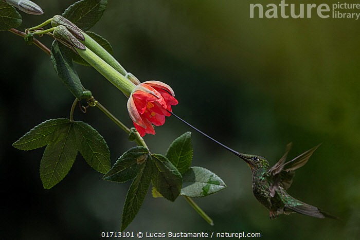 Stock photo of Sword-billed hummingbird (Ensifera ensifera) nectaring from Passion flower ...