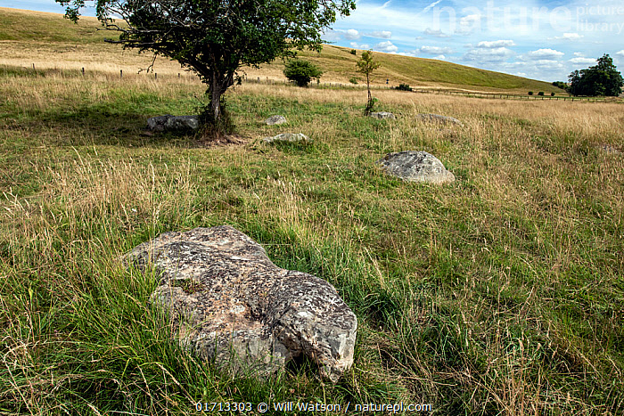 Stock photo of Sarsen stones in grassland, composed of silicified ...