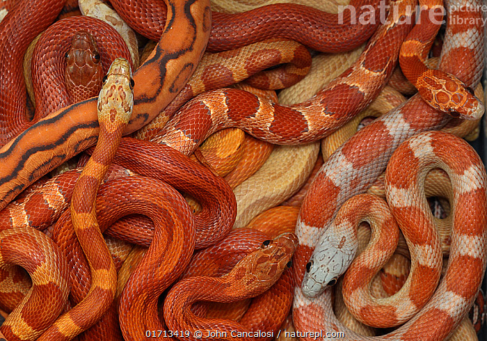 Stock photo of Corn snakes (Pantherophis guttatus), native to South ...
