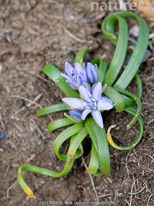 Stock photo of Spring squill (Scilla verna) flowering on coastal ...