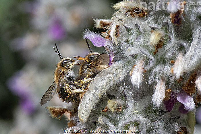 Stock photo of Wool carder bees (Anthidium manicatum) pair, male mating ...