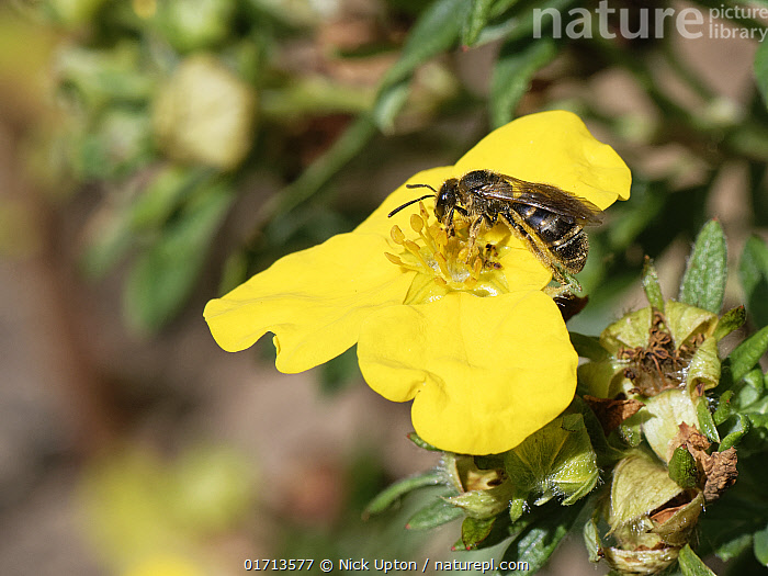 Stock photo of Common furrow / Slender mining bee (Lasioglossum ...