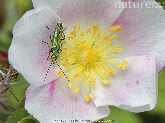 Stock photo of Swollen thighed beetle / Thick-legged flower beetle ...