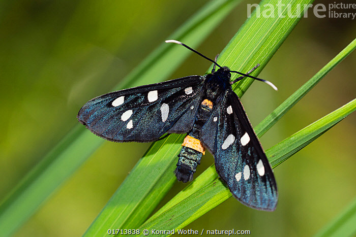 Stock photo of Day-flying moth (Syntomis phegea) resting on leaf ...