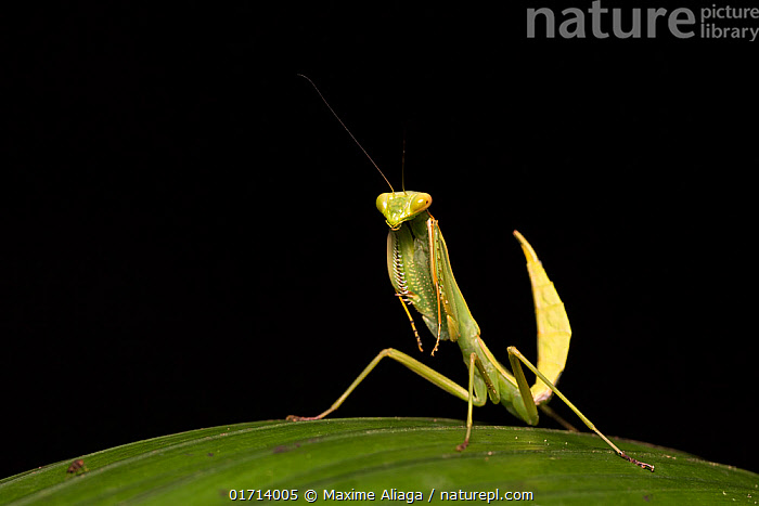 Stock photo of Praying mantis (Stagmomantis sp) on leaf at night ...