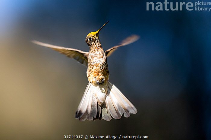 Giant Hummingbird Flying