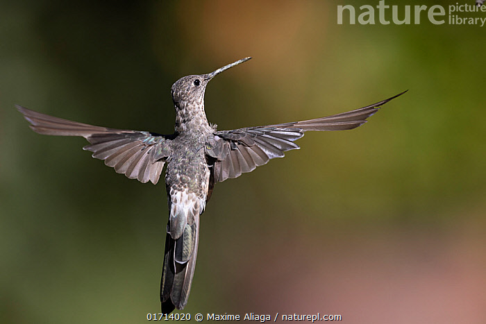 Giant Hummingbird Flying