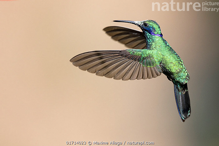 Stock photo of Sparkling violetear hummingbird (Colibri coruscans) in ...