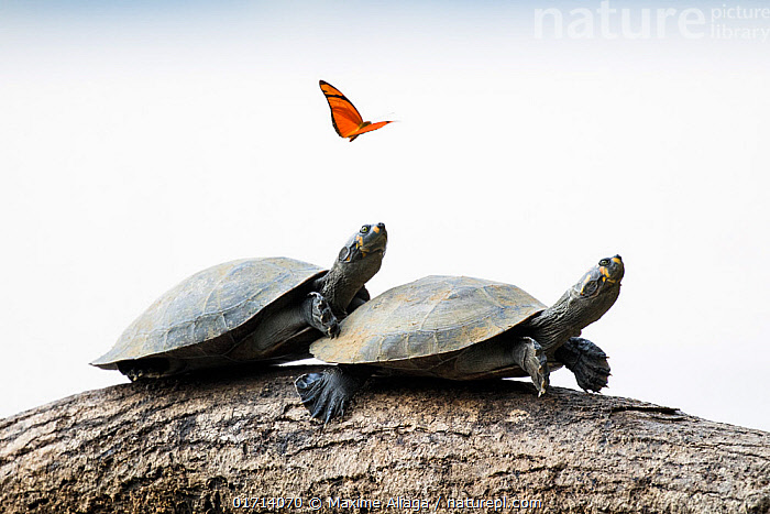 Stock photo of Two Yellow-spotted Amazon river turtles (Podocnemis ...