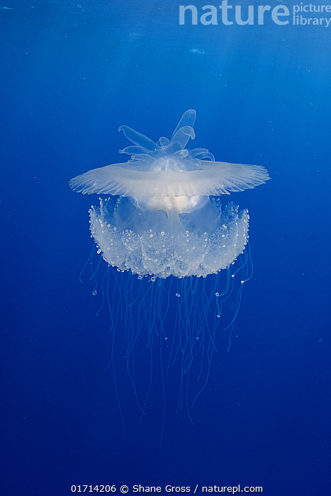 Stock photo of Crown jellyfish (Cephea cephea) floating near surface ...
