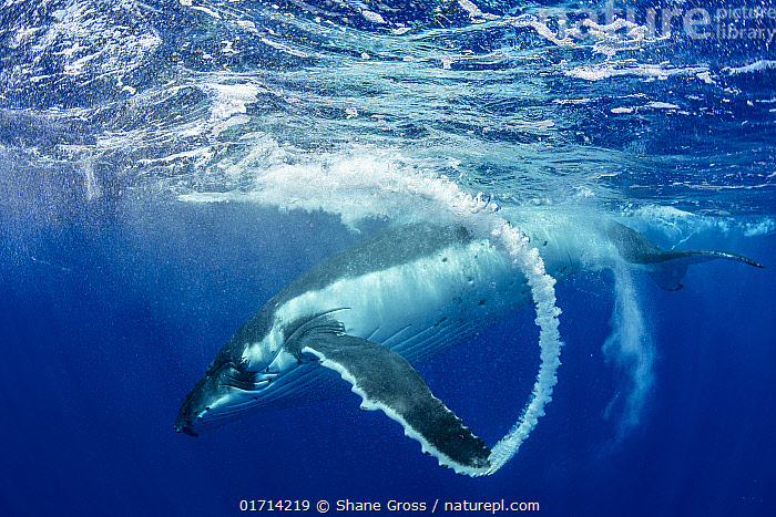 Stock photo of Humpback whale (Megaptera novaeangliae) creating bubble ...