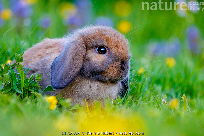 Stock photo of Miniature lop rabbit, infant aged one and half months ...
