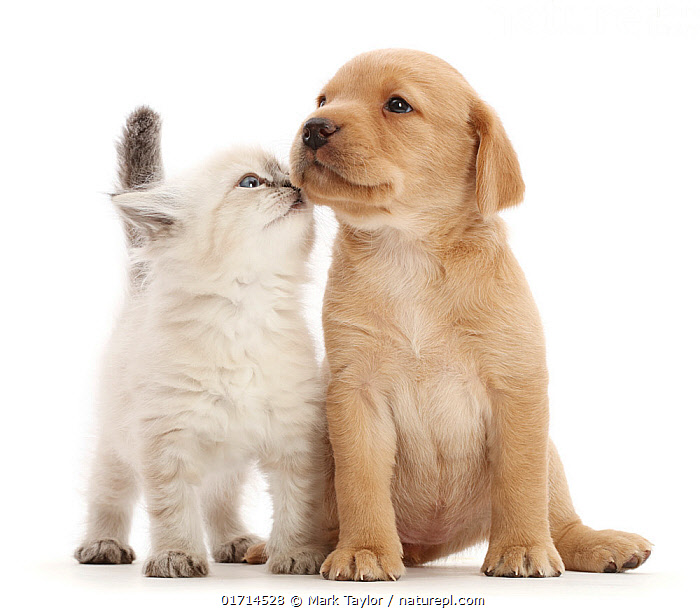 Stock photo of Yellow Labrador retriever puppy and Ragdoll-cross kitten ...