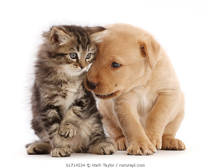 Stock photo of Tabby kitten and Yellow Labrador retriever puppy sitting ...