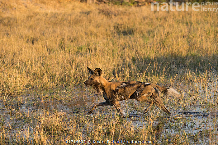 Male African Wild Dog