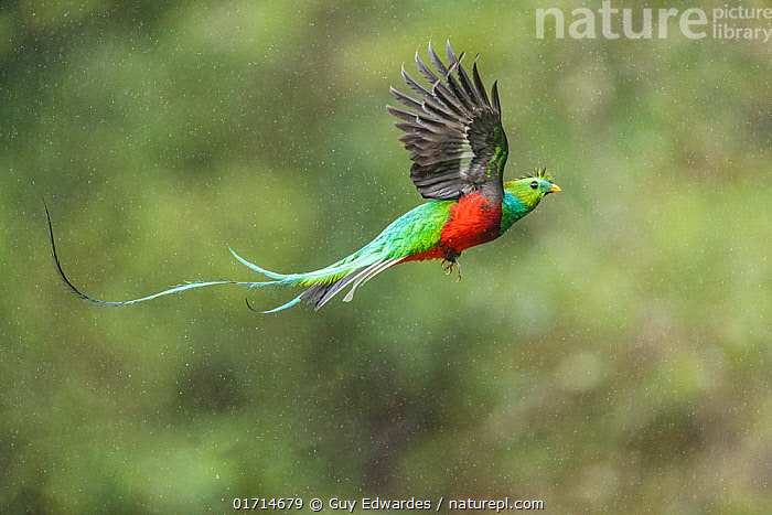 Quetzal Flying Resplendent Quetzal | National Geographic