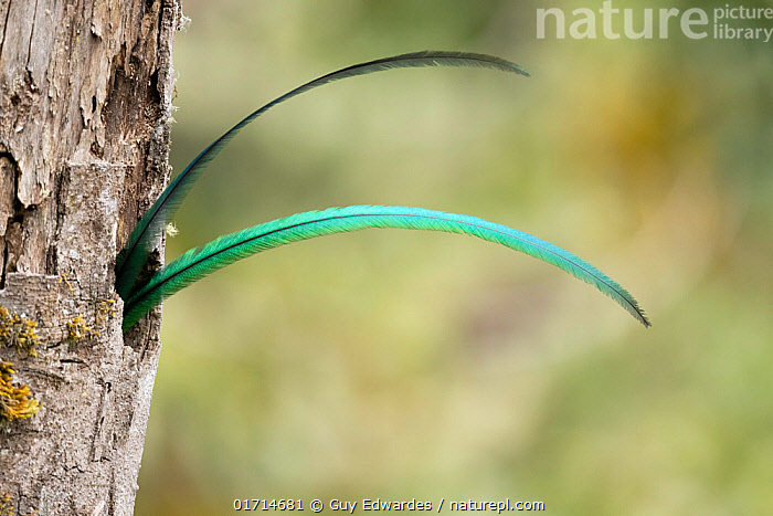 Stock photo of Resplendent Quetzal (Pharomachrus mocinno),tail feathers ...