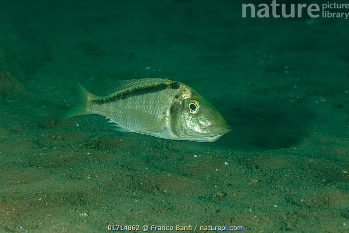 Stock photo of Malawi cichlid (Buccochromis heterotaenia) mouth ...